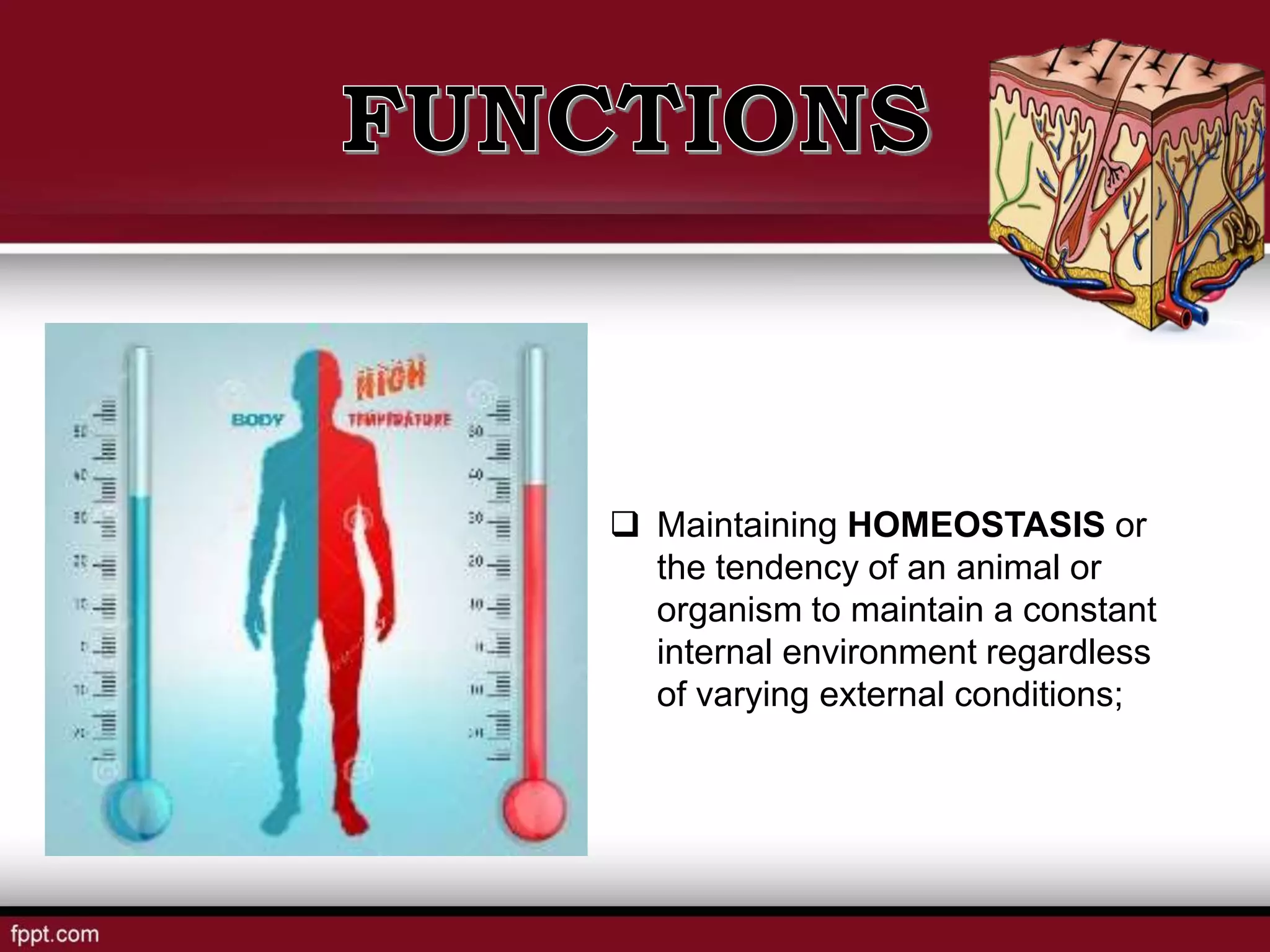 LS 2 5 The Integumentary System | PPTX