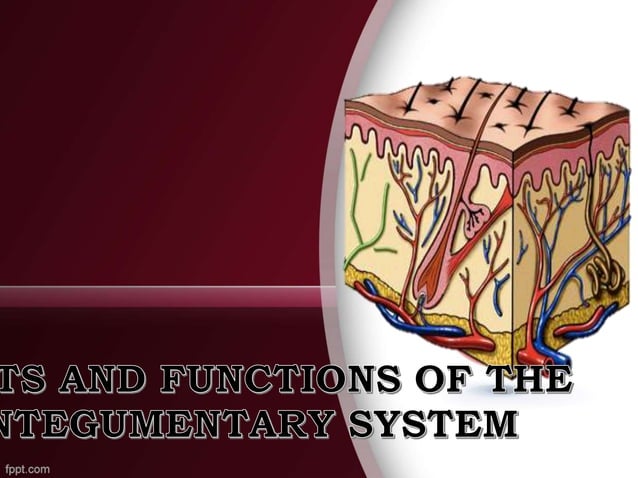 LS 2 5 The Integumentary System | PPT