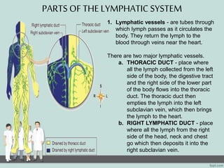 LS 2 9 The Lymphatic System | PPTX