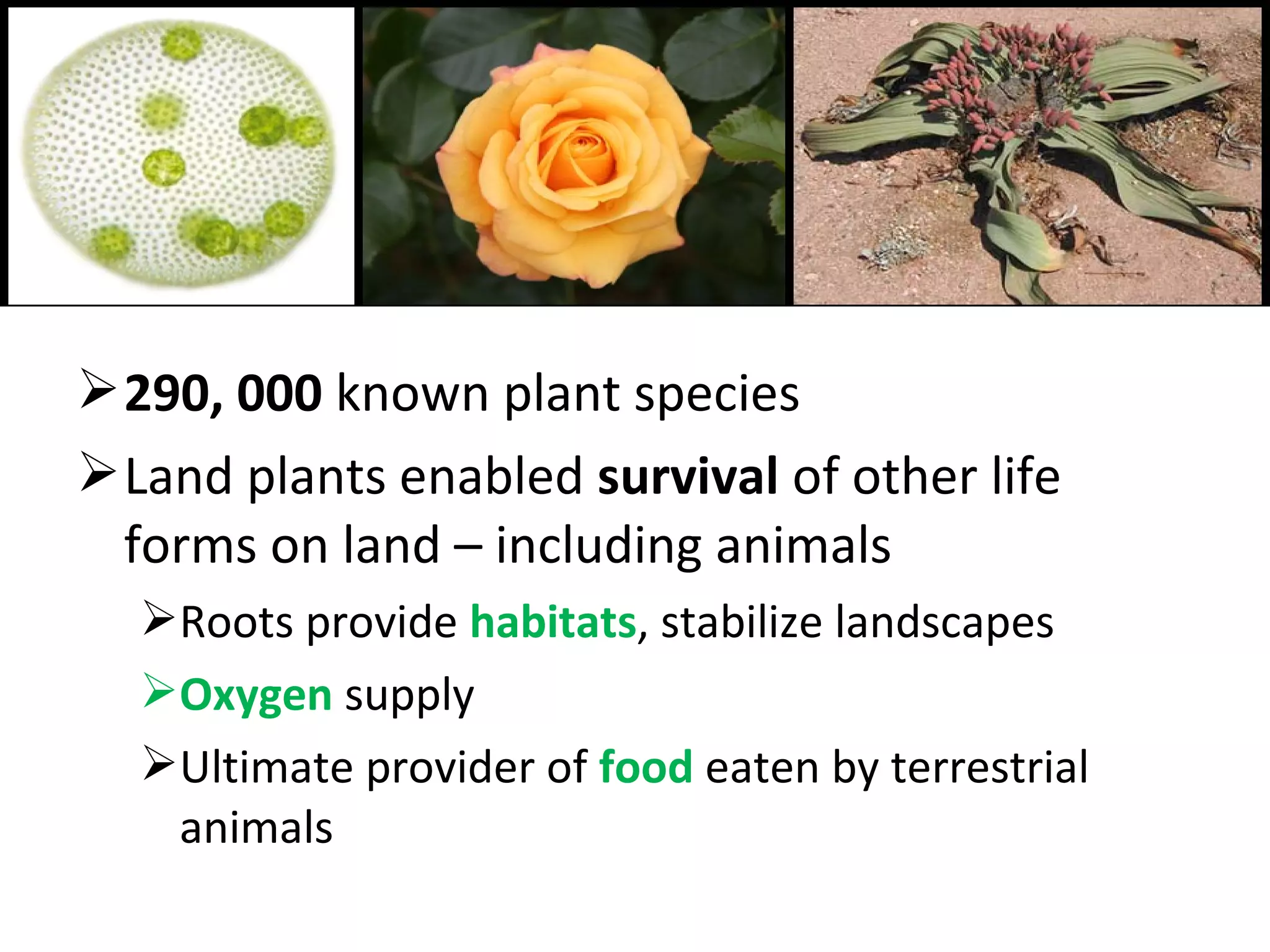Ls2 afet unit 3 biodiversity of plants | PPT