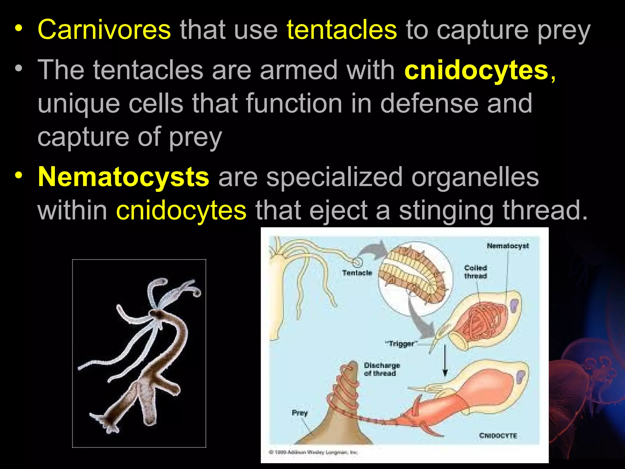 Ls2 afet unit 4 biodiversity of animals invertebrates | PPT