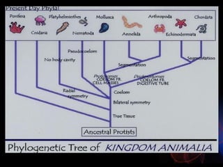 Phylogenetic Tree Of Invertebrates