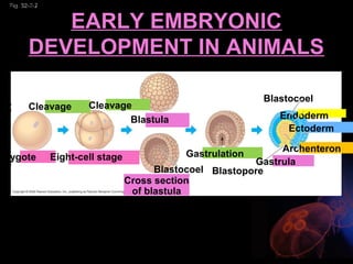biodiversity of animals invertebrates | PPT