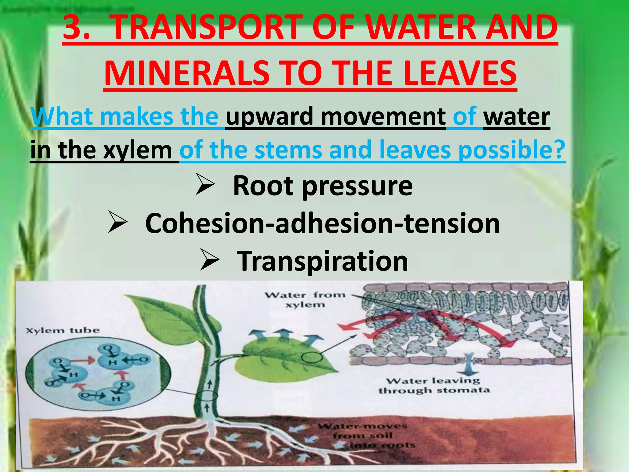 Ls2 afet unit 5 support and transport in plants | PPTX