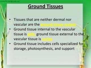 Ls2 afet unit 5 support and transport in plants | PPTX