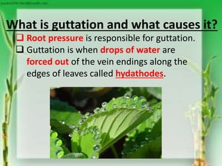 Support And Transport Systems In Plants | PPTX