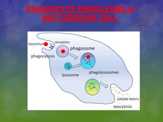 Lsafet unit 2 immune systems | PPTX