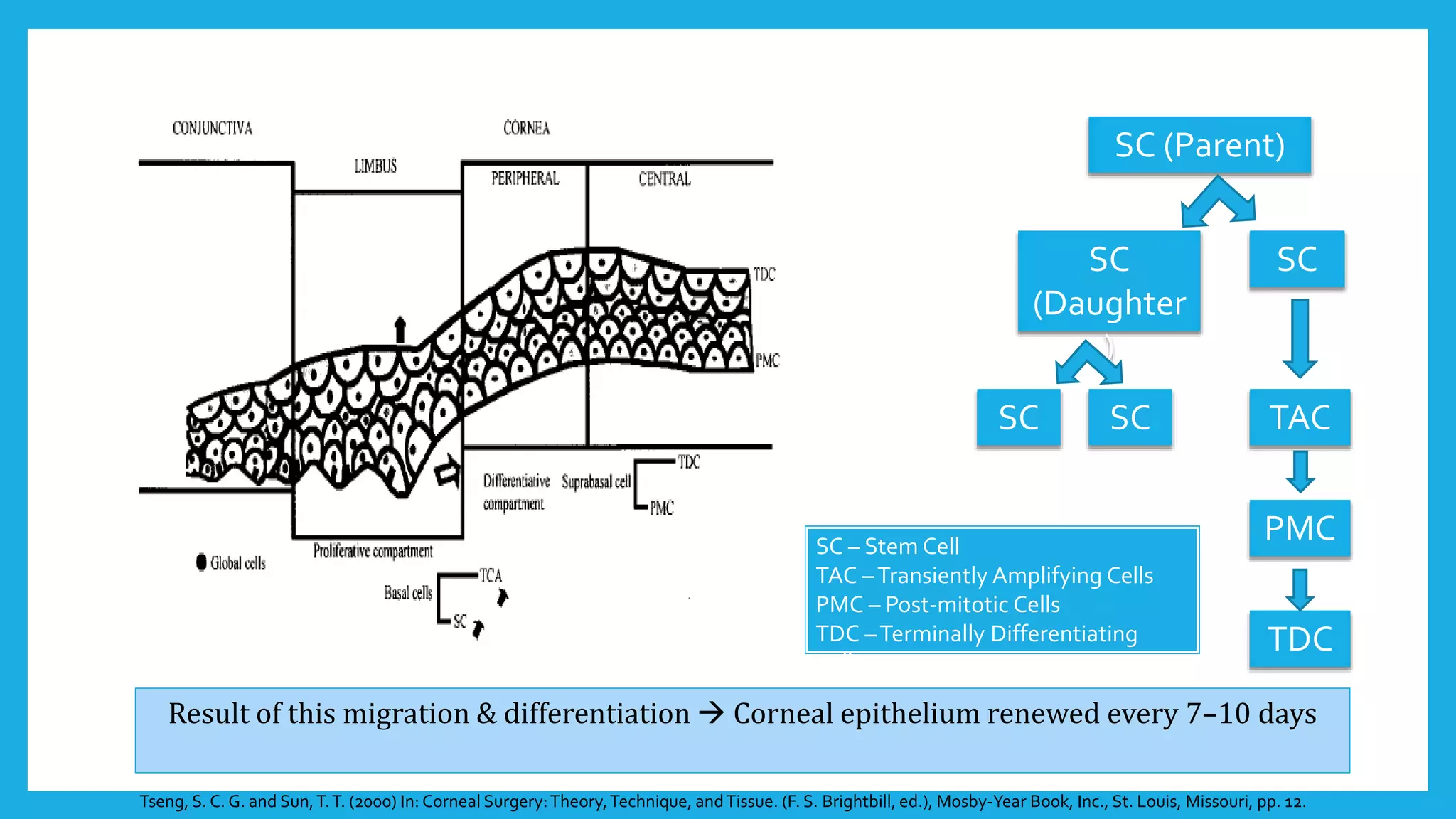 Limbal Stem Cell Deficiency & its management | PPTX