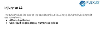 An Overview of Lumbar Spinal Cord Injury | PPTX