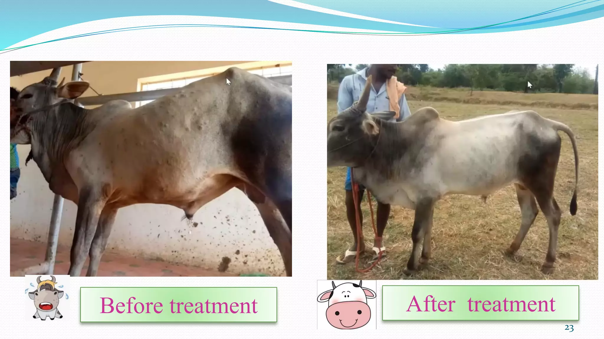 LUMPY SKIN DISEASE : AN UPDATE ON TREATMENT AND VACCINATION | PDF