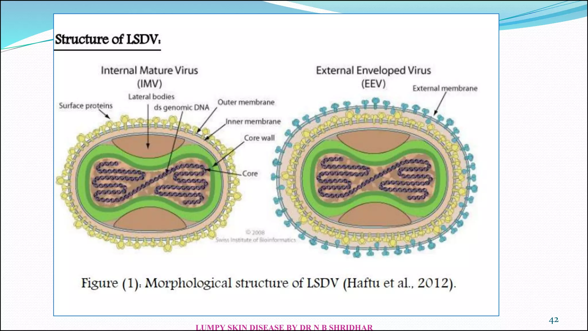 AN UPDATE ON LUMPY SKIN DISEASE WITH TREATMENT AND PREVENTION MEASURES ...