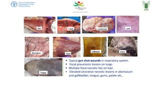 LSD symposium - P. Malik - Lumpy skin disease experience from India | PDF
