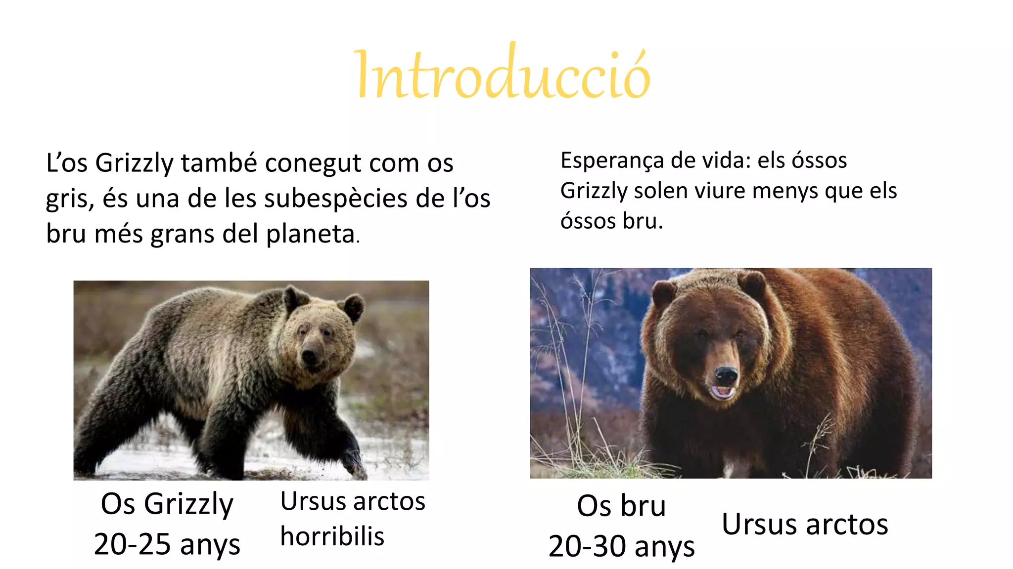 L’ós Grizzly.pptx