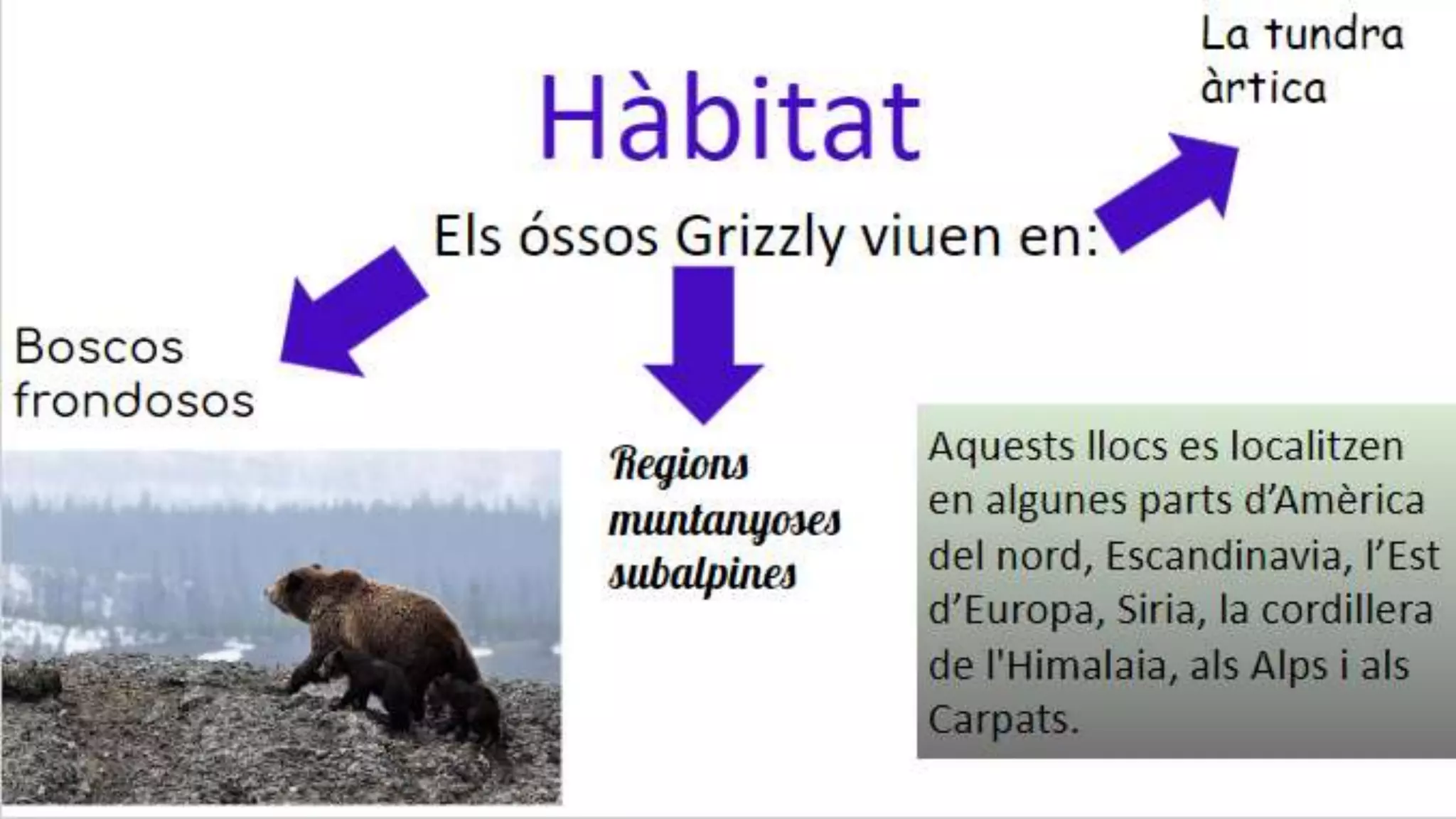 L’ós Grizzly.pptx