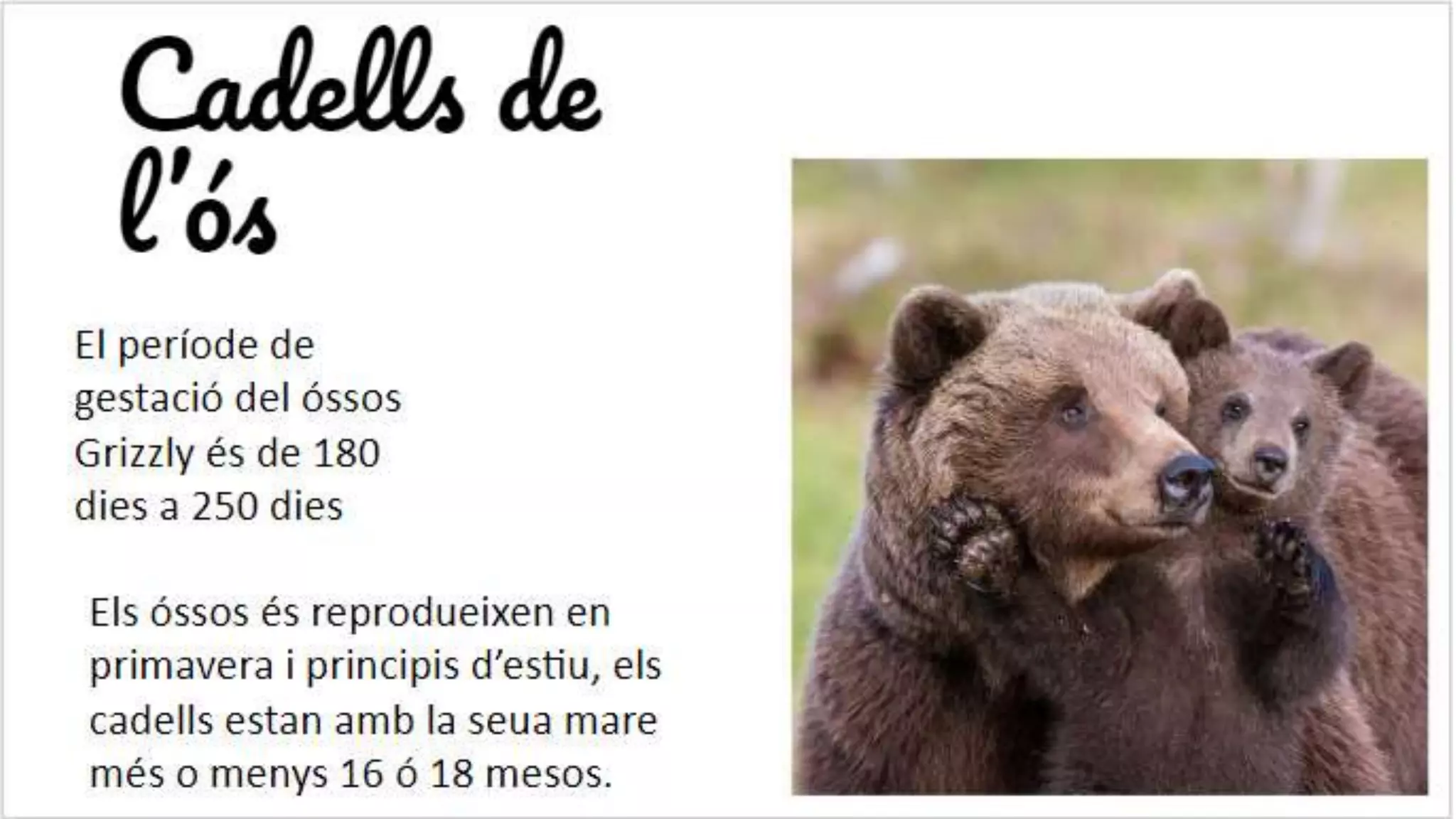 L’ós Grizzly.pptx