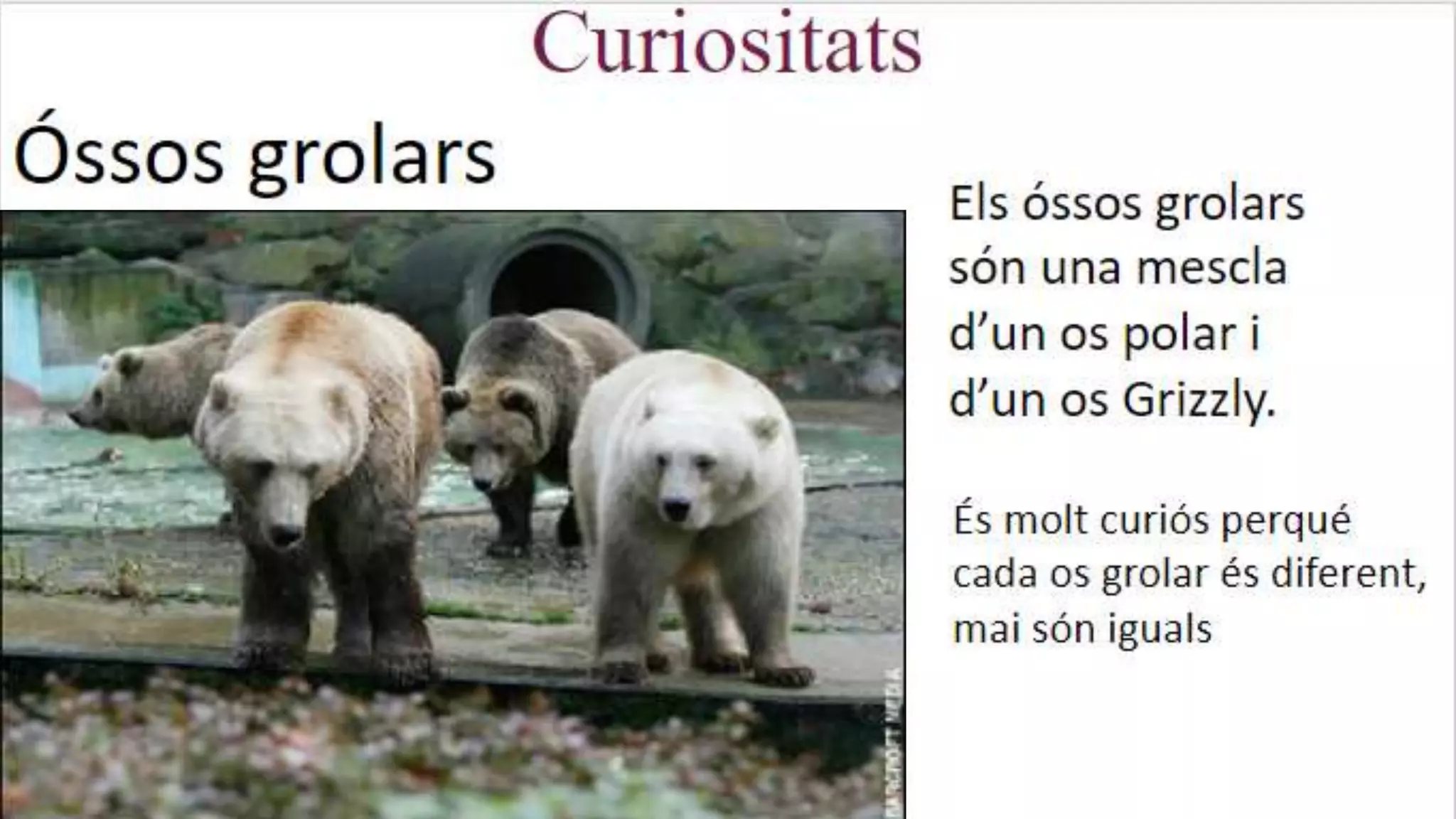 L’ós Grizzly.pptx