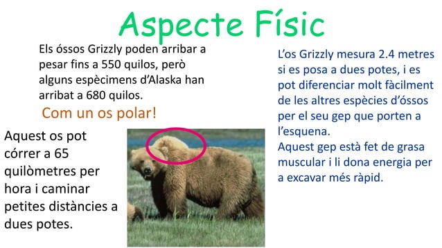 L’ós Grizzly.pptx