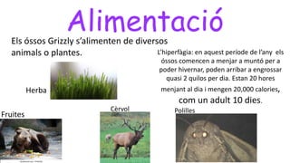 L’ós Grizzly.pptx