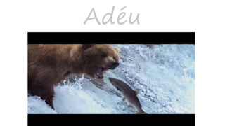 L’ós Grizzly.pptx