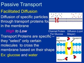 (LS)Honors-Cell__Transport Introduction and concepts | PDF