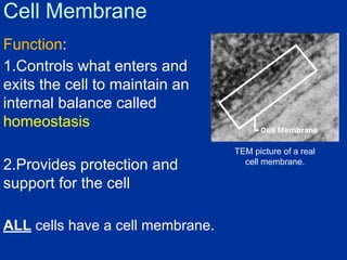 (LS)Honors-Cell__Transport Introduction and concepts | PDF