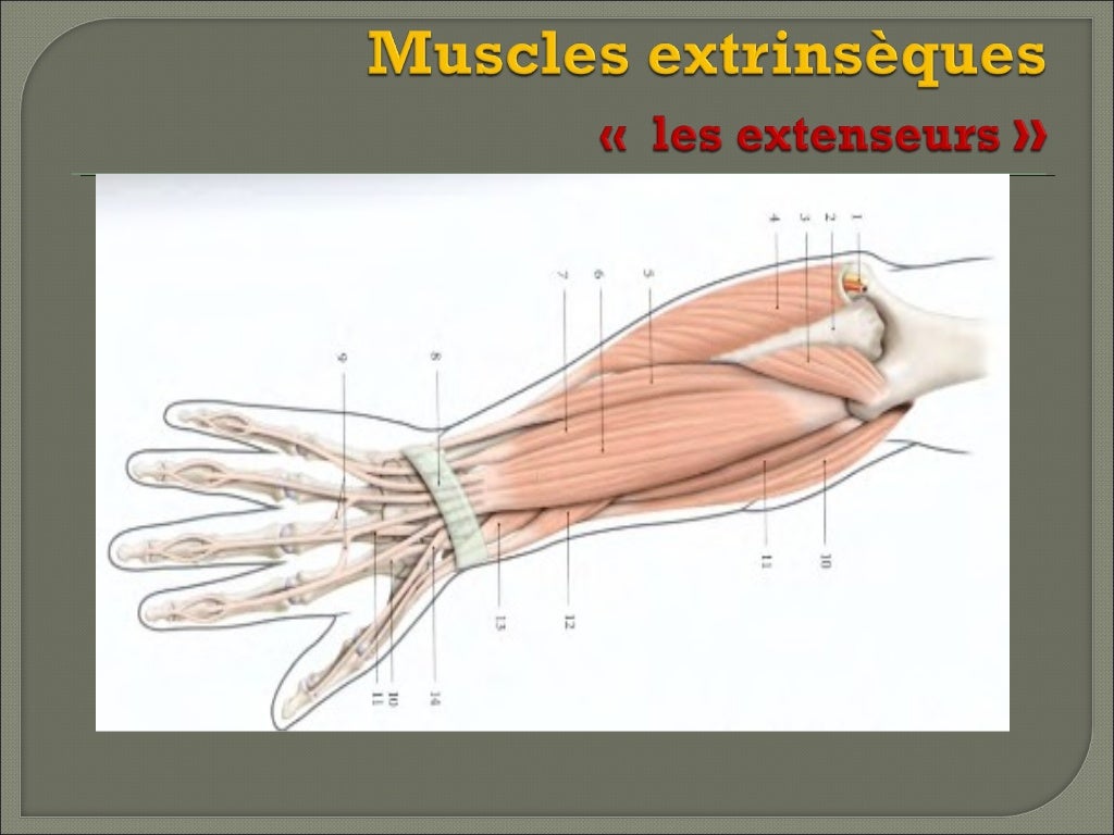 Lésion Des Tendons Extenseurs , REPARATION DES TENDONS EXTENSEURS DES ...