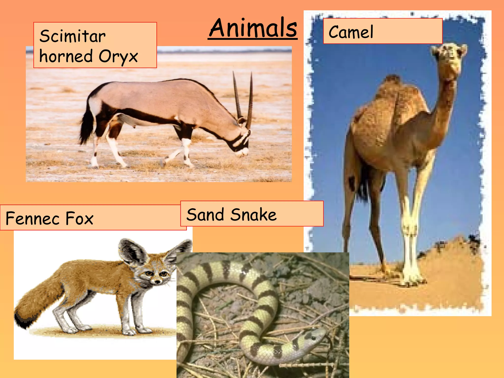 Lsn34 How Do Plants And Animals Adapt To Life | PPT