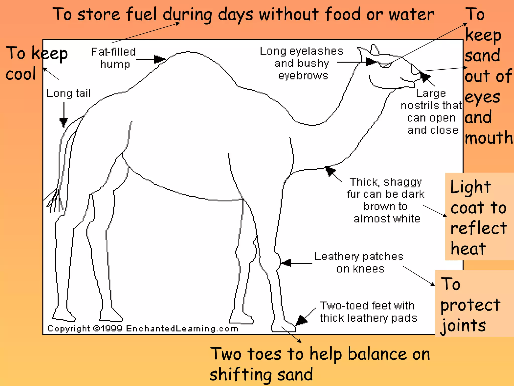 Lsn34 How Do Plants And Animals Adapt To Life | PPT