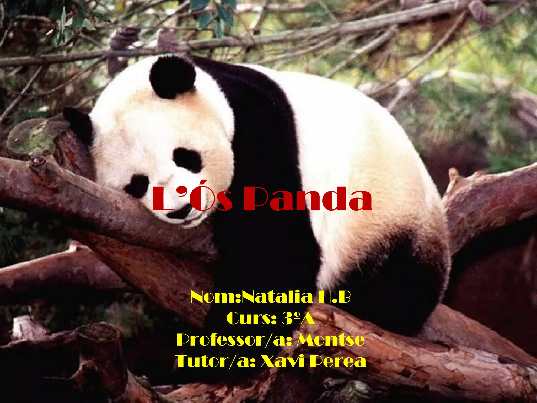 L'ós panda | PPT