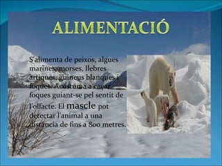 L'ós polar | PPT