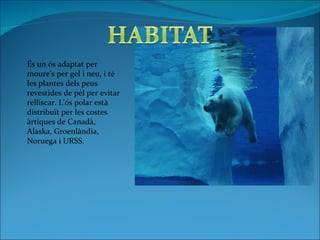 L'ós polar | PPT