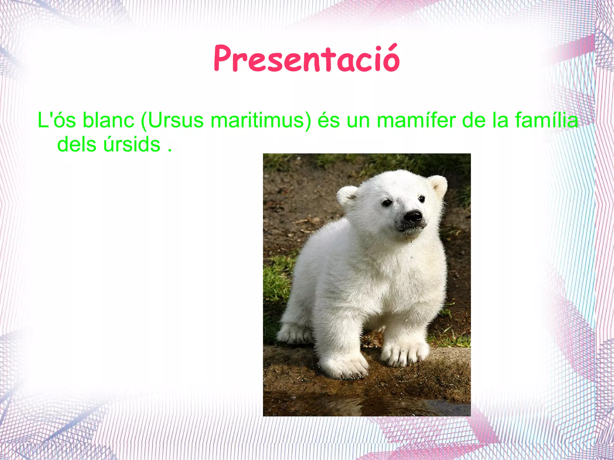 L'ós polar (Gisela) | ODP