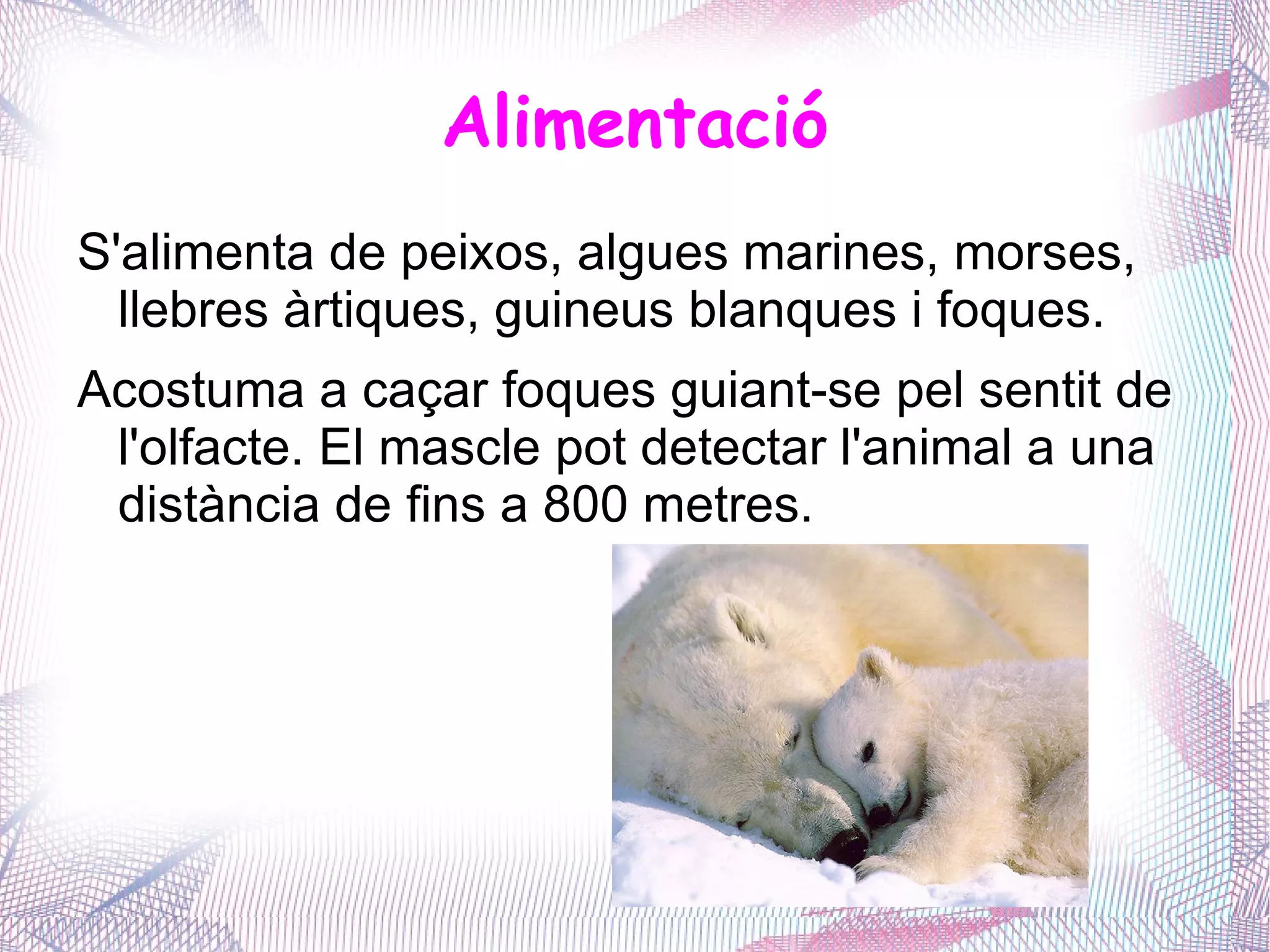 L'ós polar (Gisela) | ODP