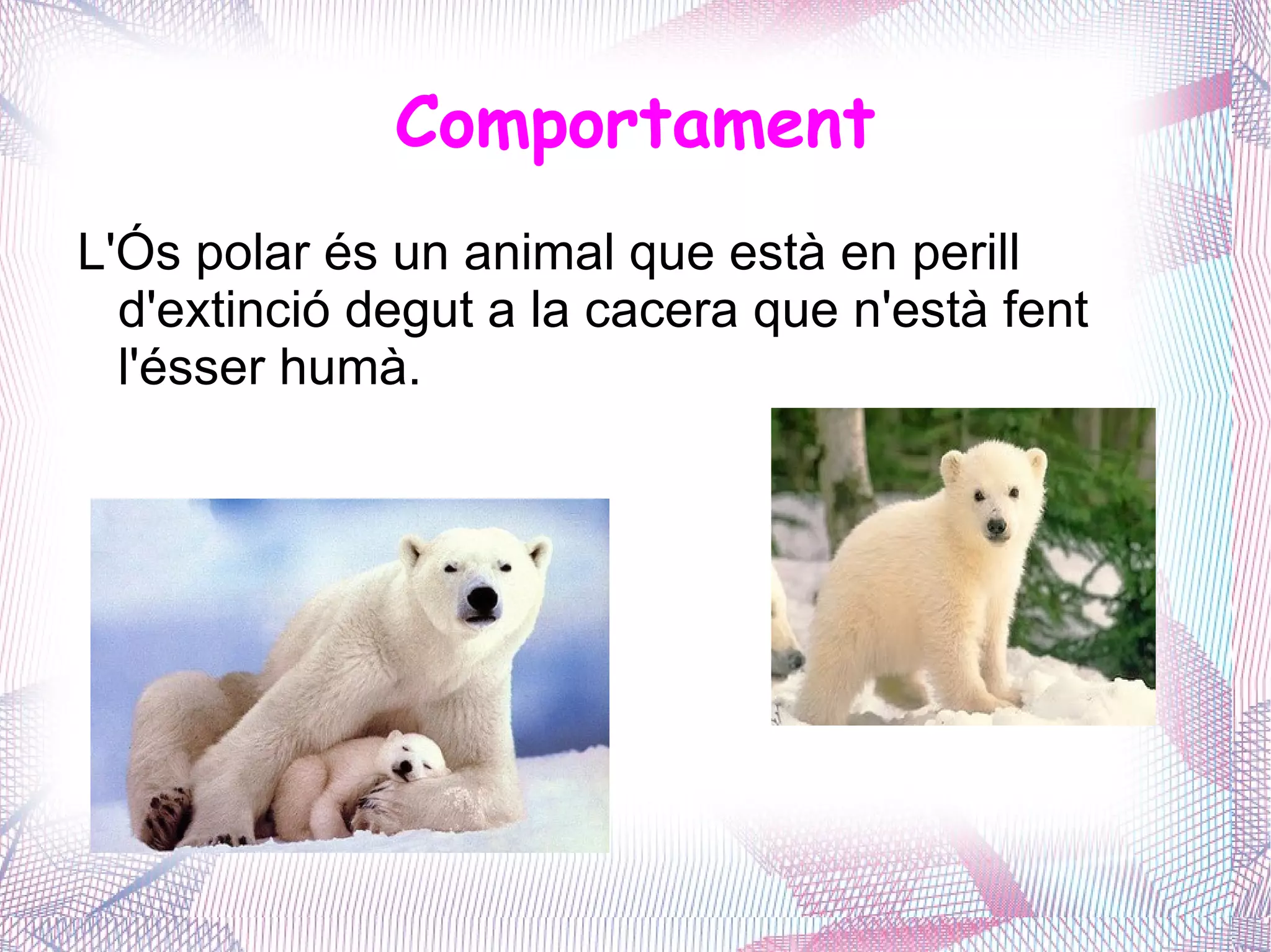 L'ós polar (Gisela) | ODP