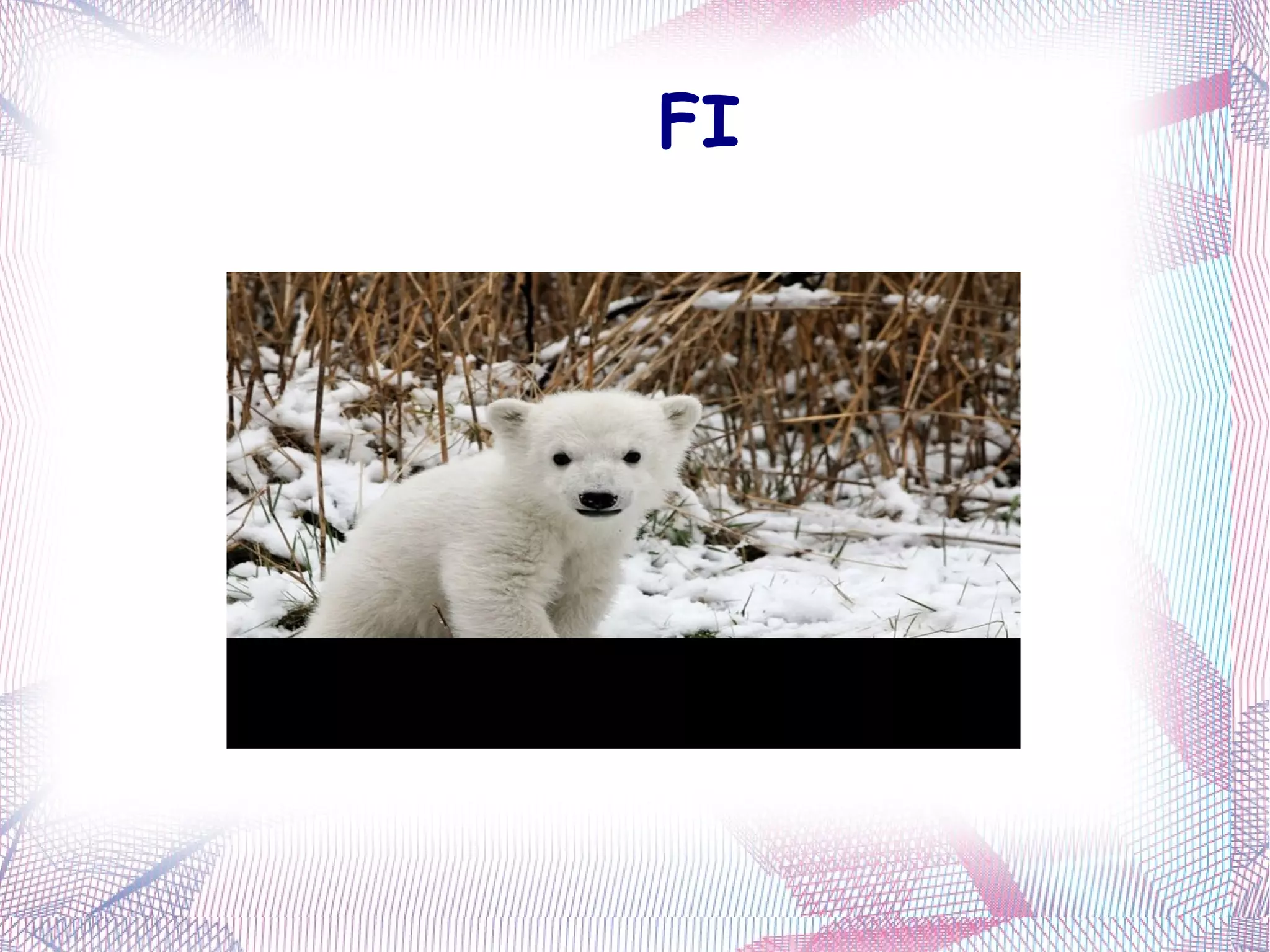 L'ós polar (Gisela) | ODP