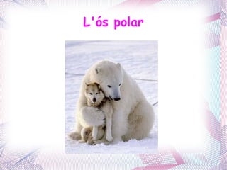 L'ós polar (Gisela) | ODP