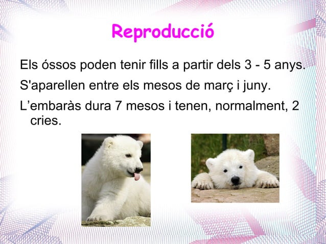 L'ós polar (Gisela) | ODP