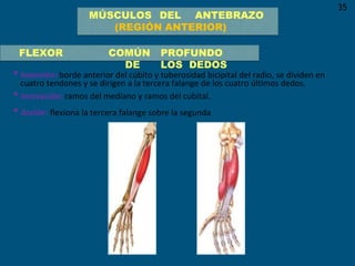 anatomiadescriptivaantebrazoymusculos.pptx