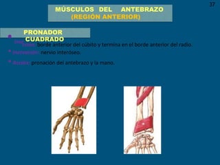 anatomiadescriptivaantebrazoymusculos.pptx