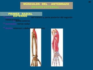 anatomiadescriptivaantebrazoymusculos.pptx