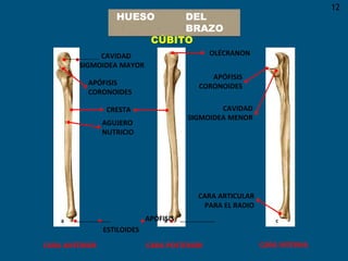 anatomiadescriptivaantebrazoymusculos.pptx