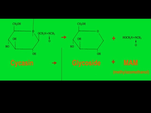 NEUROTOXICITY OF CYCASIN IN CHICK EMBRYO | PPT