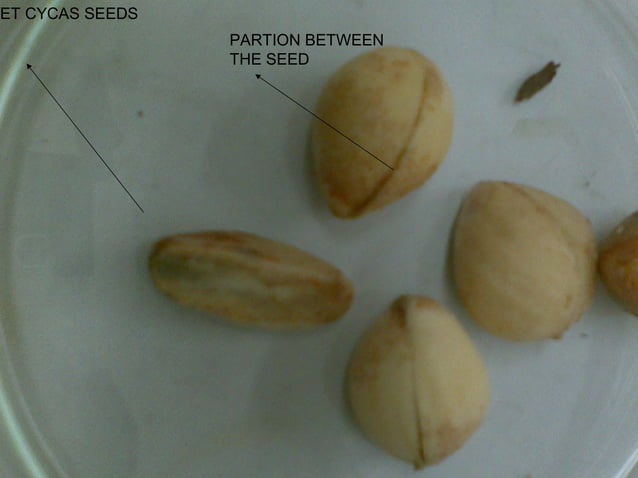 NEUROTOXICITY OF CYCASIN IN CHICK EMBRYO | PPT