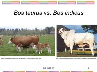 Introduction to Livestock Industries | PPT