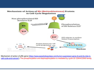 16. Biology of Cancer | PPT