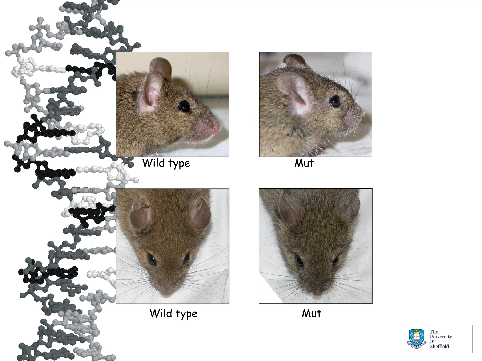 Introduction to Mouse genetic model second | PPT