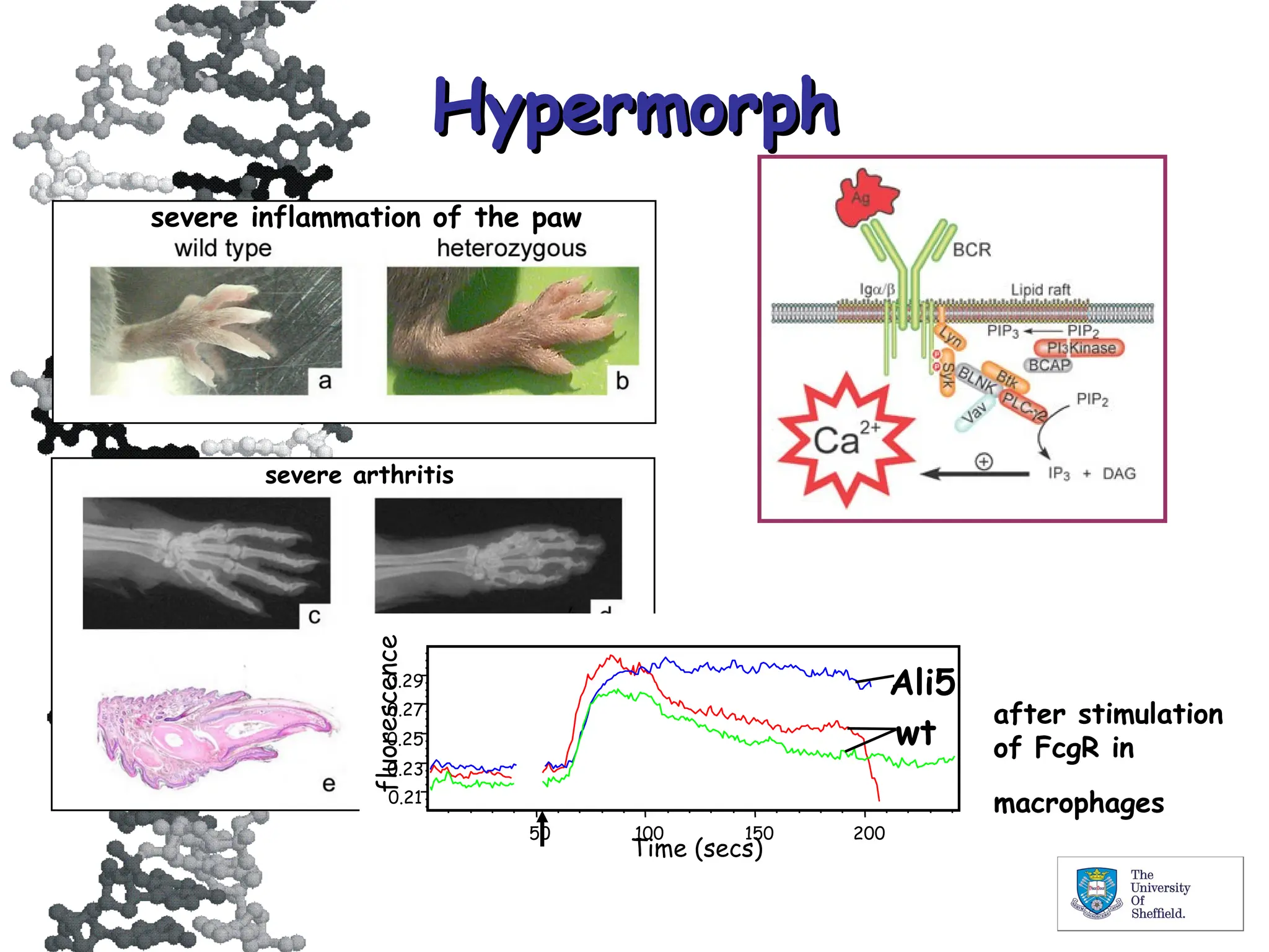 Introduction to Mouse genetic model second | PPT