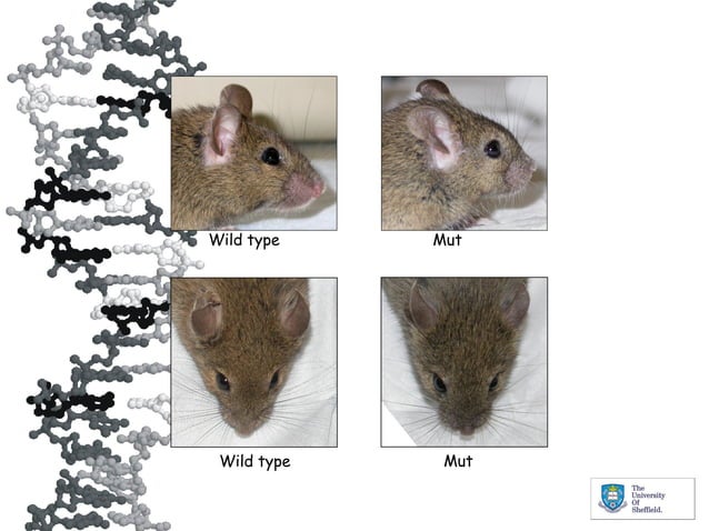 Introduction to Mouse genetic model second | PPT