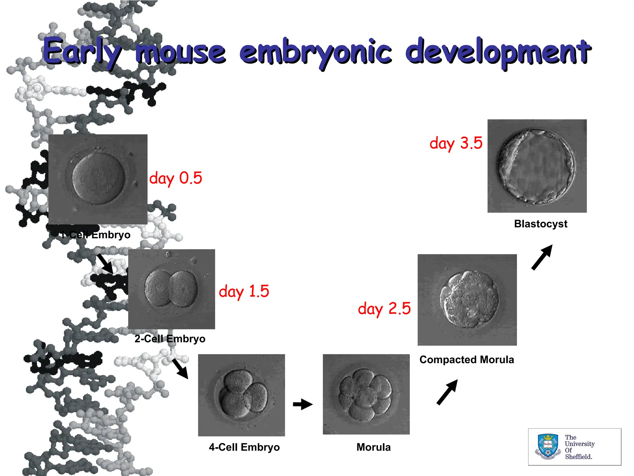Introduction to Mouse genetic model first | PPT
