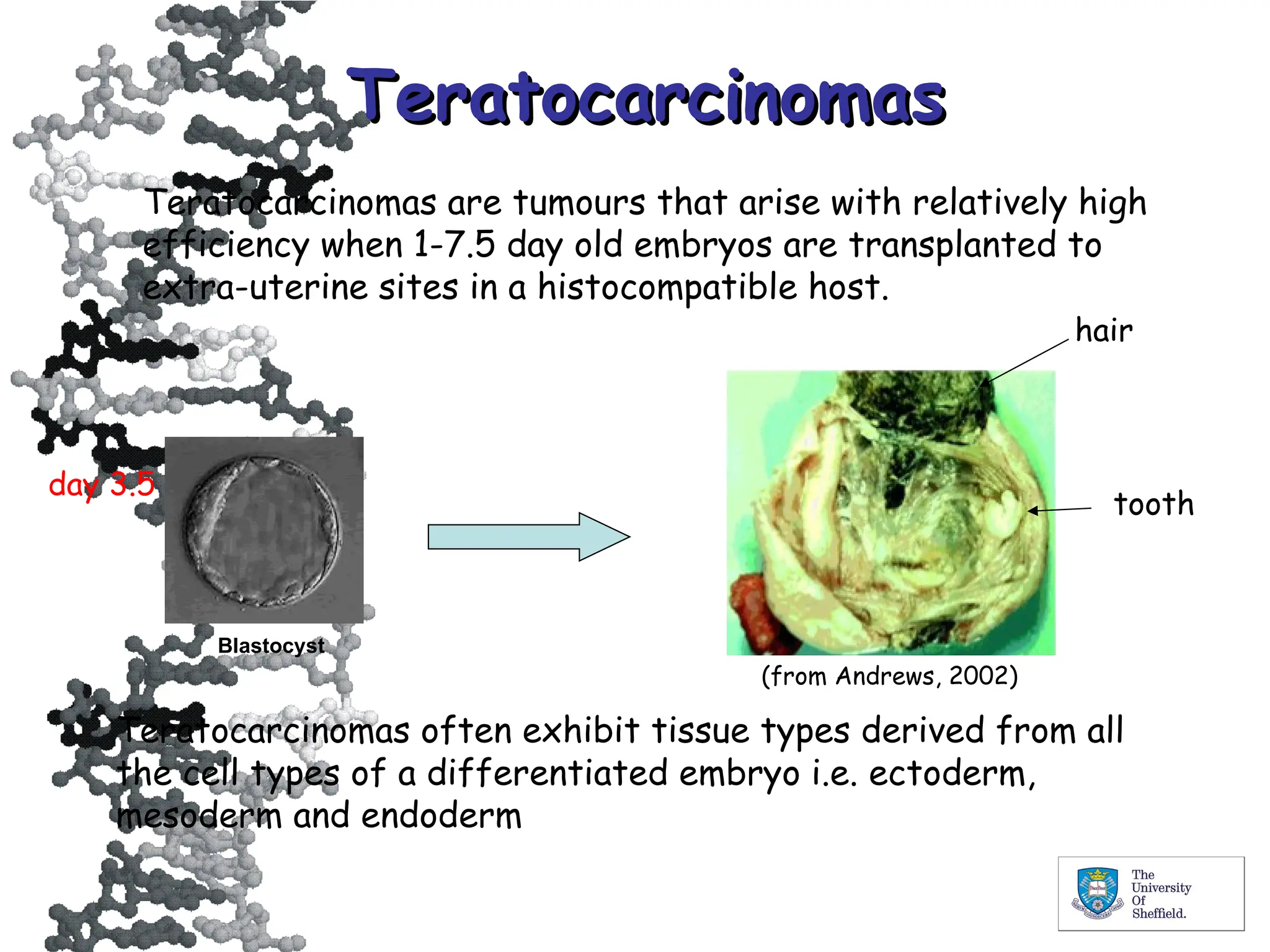 Introduction to Mouse genetic model first | PPT